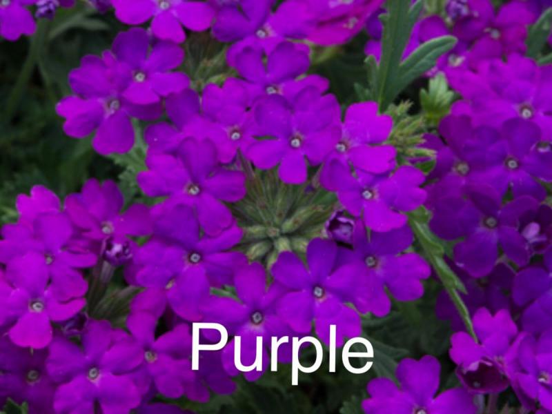 Verbena (trailing) | Rob's Nursery