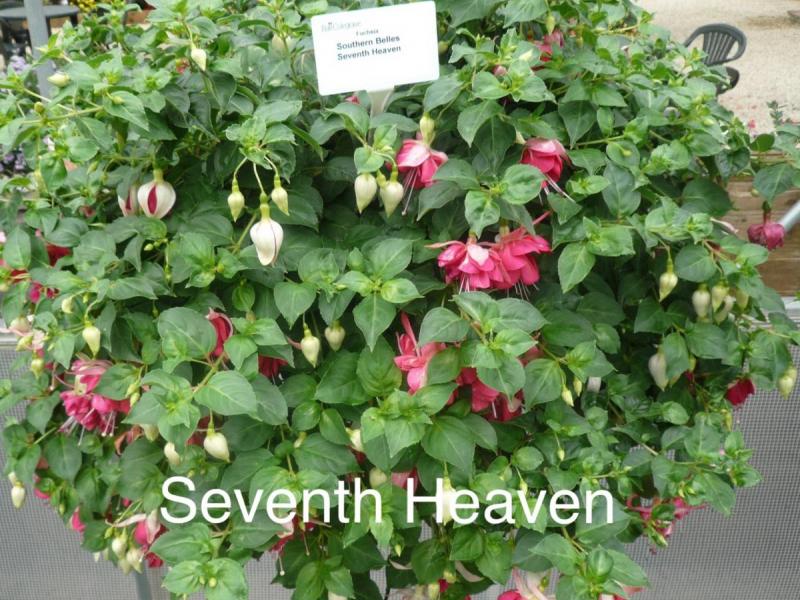Fuchsia (trailing and upright) | Rob's Nursery